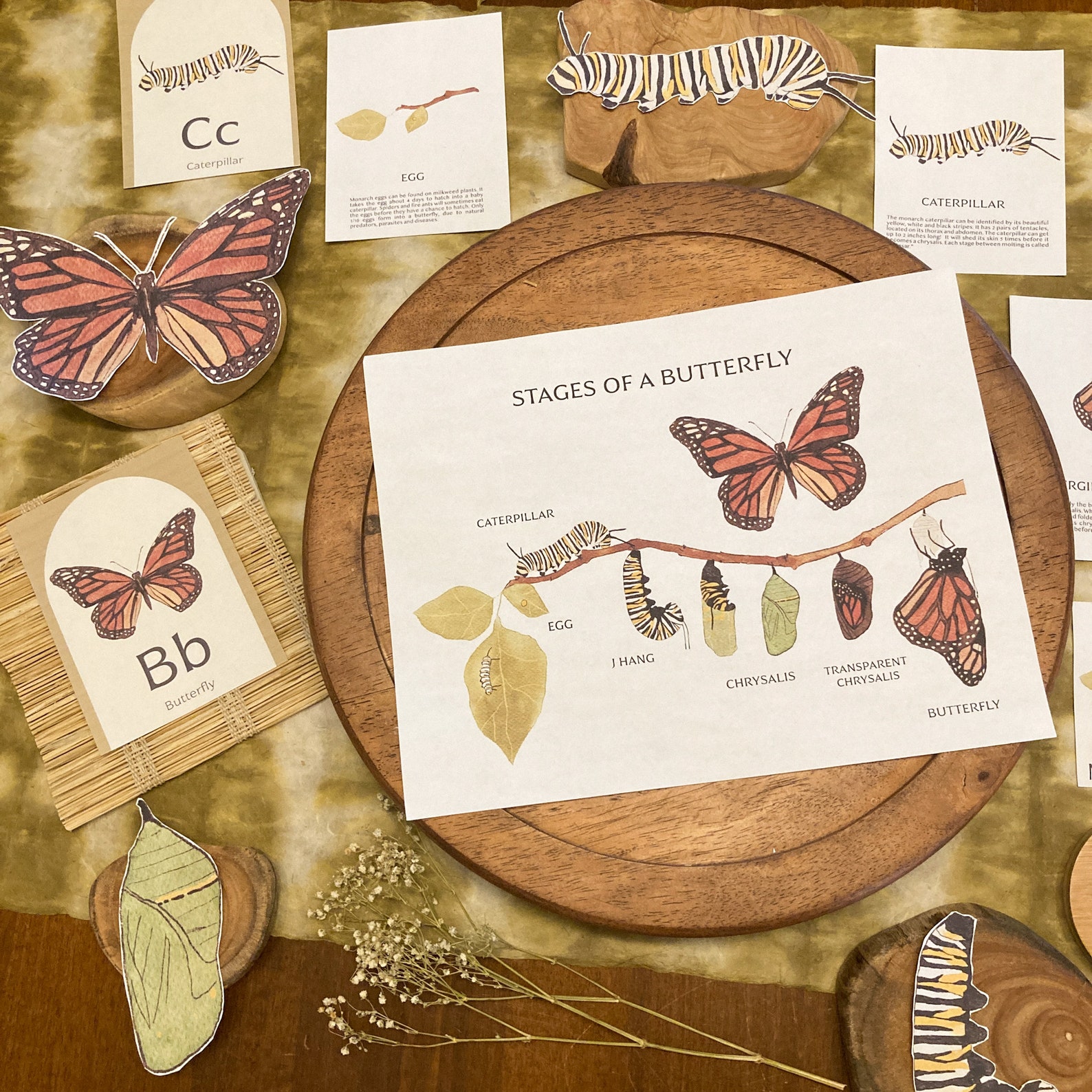 Monarch Butterfly Life Cycle Unit Study Nature Homeschool - Etsy