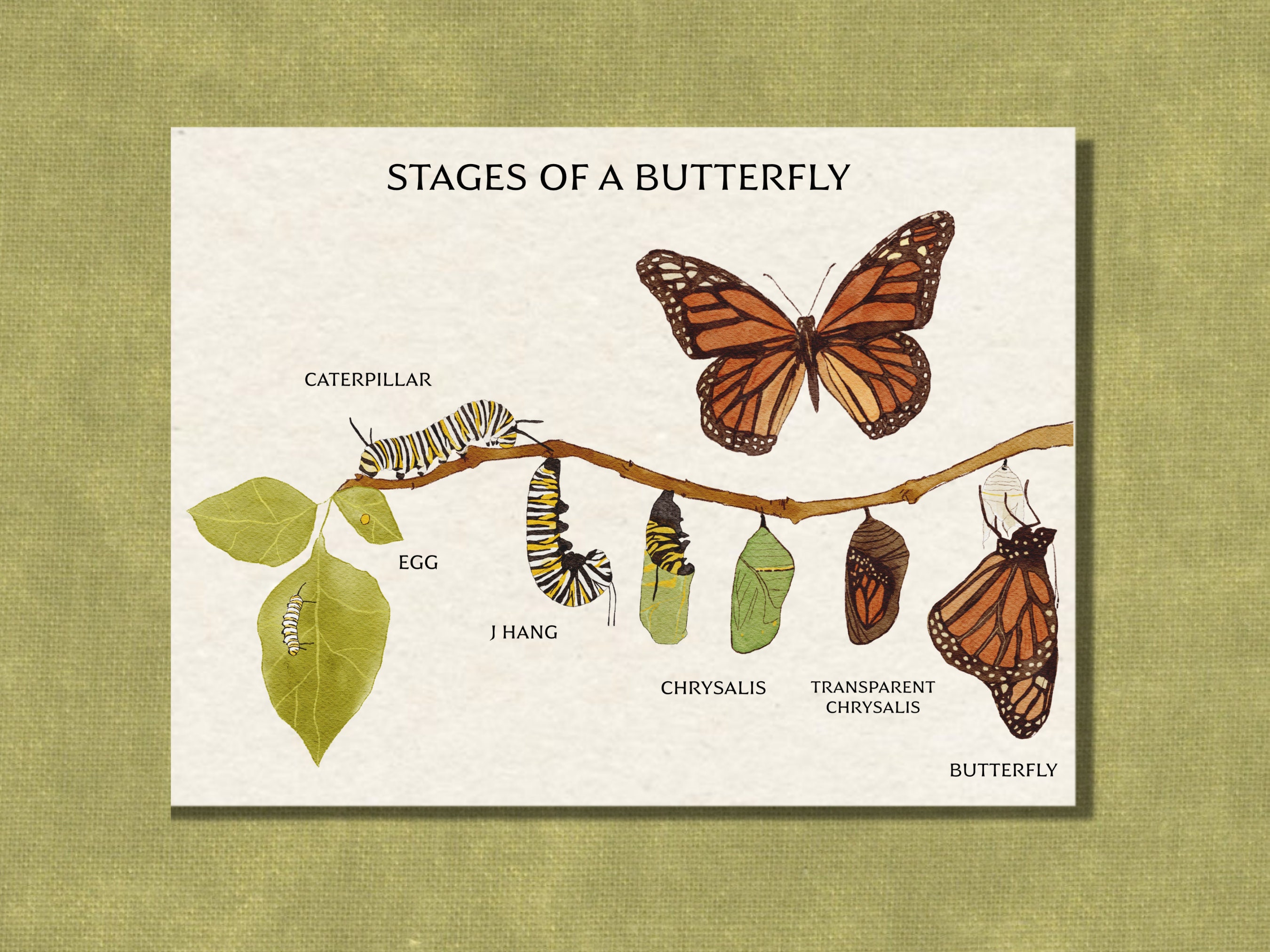 Stages Of A Butterfly Worksheet Watercolor Study Poster Etsy stages-of-a-butterfly-worksheet-watercolor-study-poster-etsy