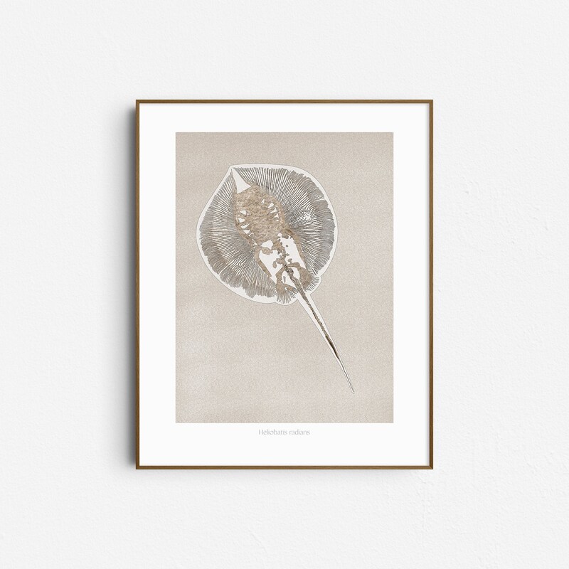 Fossils Print - Etsy