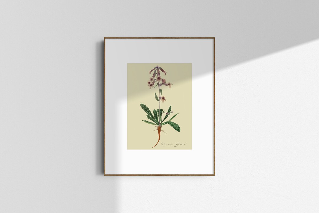 Botanical Illustration Giclee Print Rehmannia / Di Huang - Etsy