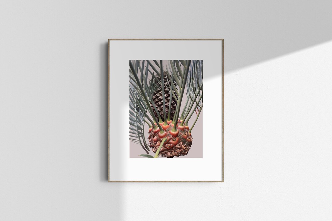 Botanical Illustration Giclee Print - Karoo Cycad | A3 - 29.7x42cm ...