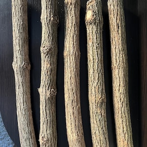 Elder Branches, Dried Elder Twigs, Branch Black Elder,sambucus Nigra ...