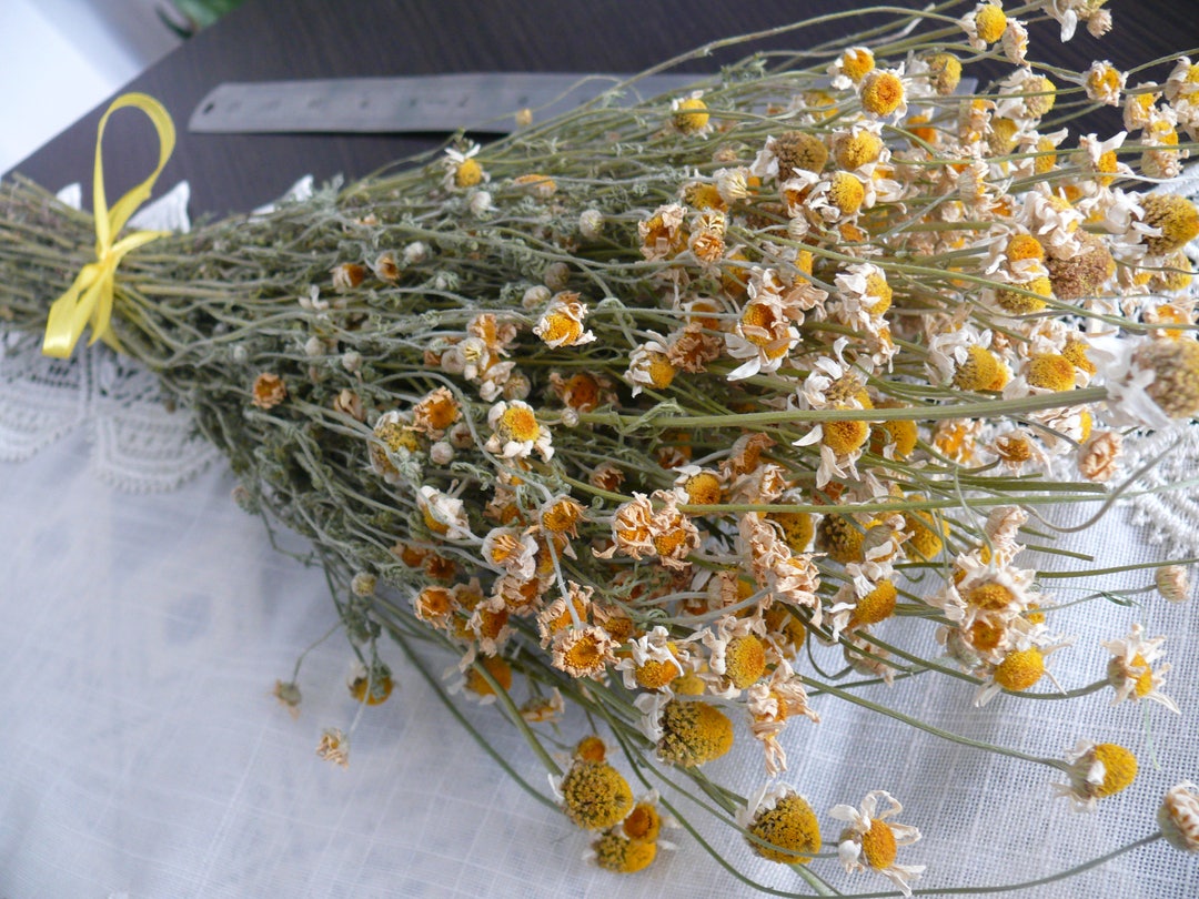 Dried Chamomile, White Chamomile, Dried Flower, Dried Herbs, Dried ...