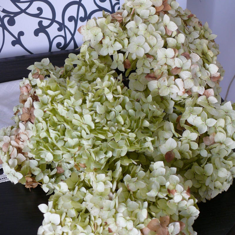 Dried Hydrangeas - Etsy