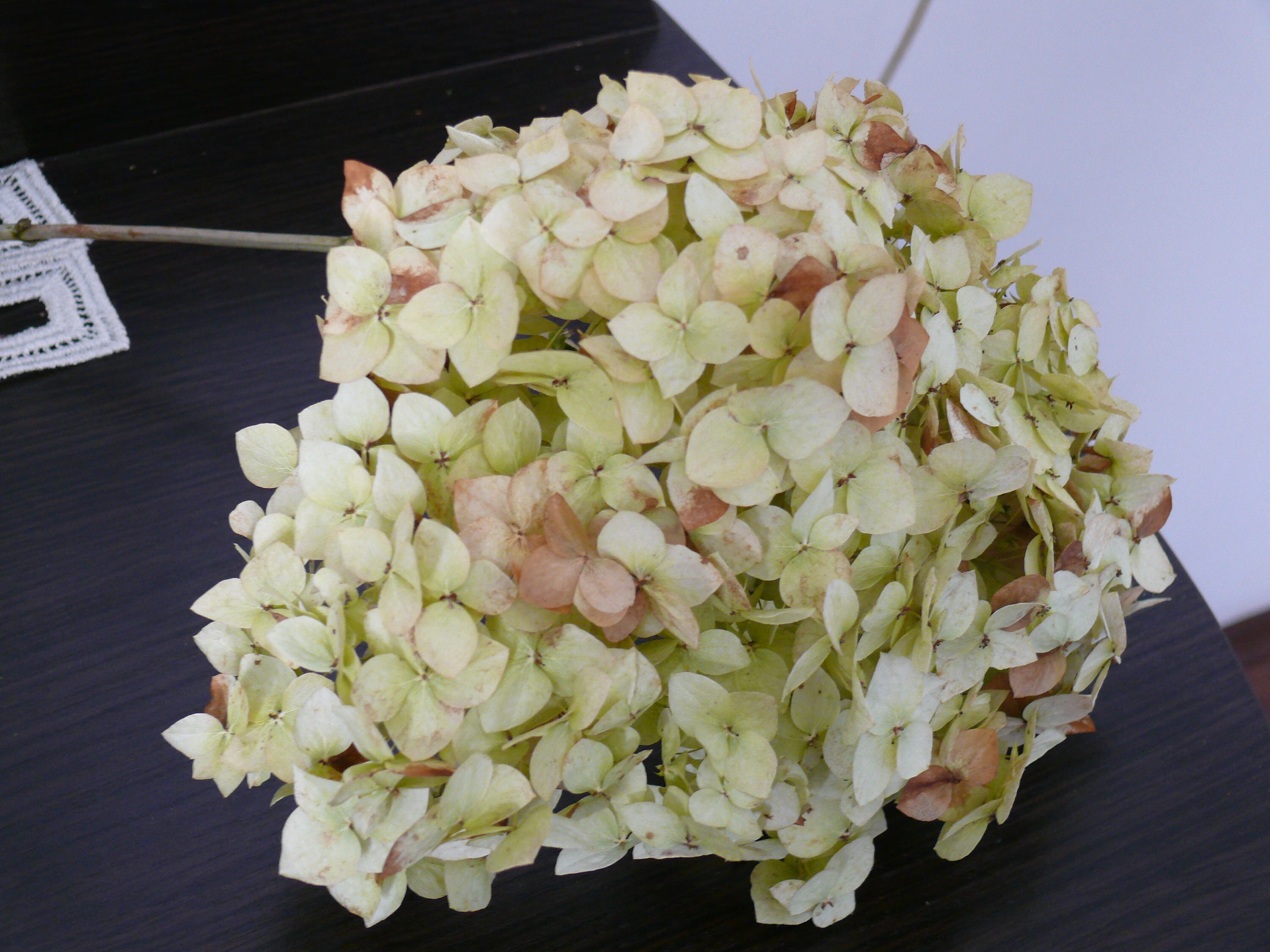 Hydrangea Dried Hydrangea dried flowers home decor DIY | Etsy