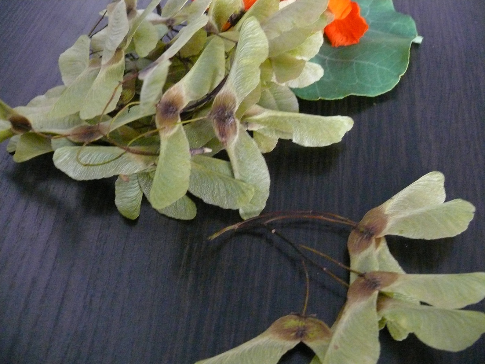 200 Dried Maple Seed Pods, Green Rustic Decor - Etsy