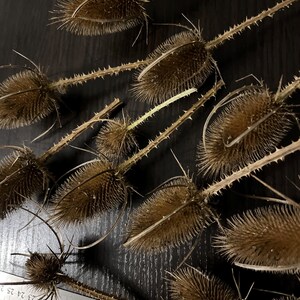 10 Thistle, a Prickly Plant, Home Decor, Wedding Decor, Rustic Wedding ...