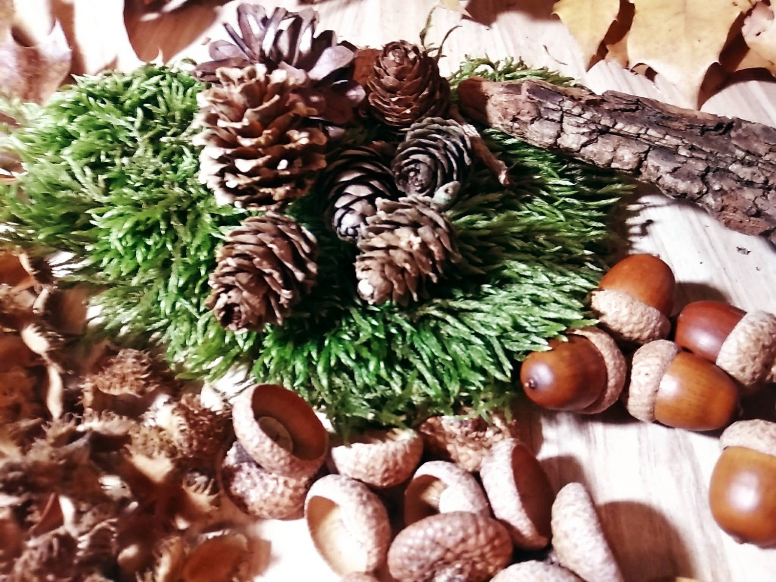 Set Autumn gifts acorns beech flowers moss tree | Etsy