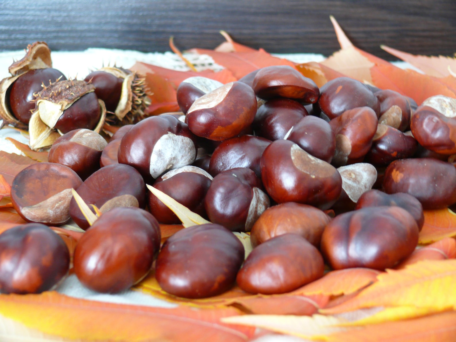 100 Horse Chestnuts Dried Horse Chestnuts Buckeye Wedding - Etsy