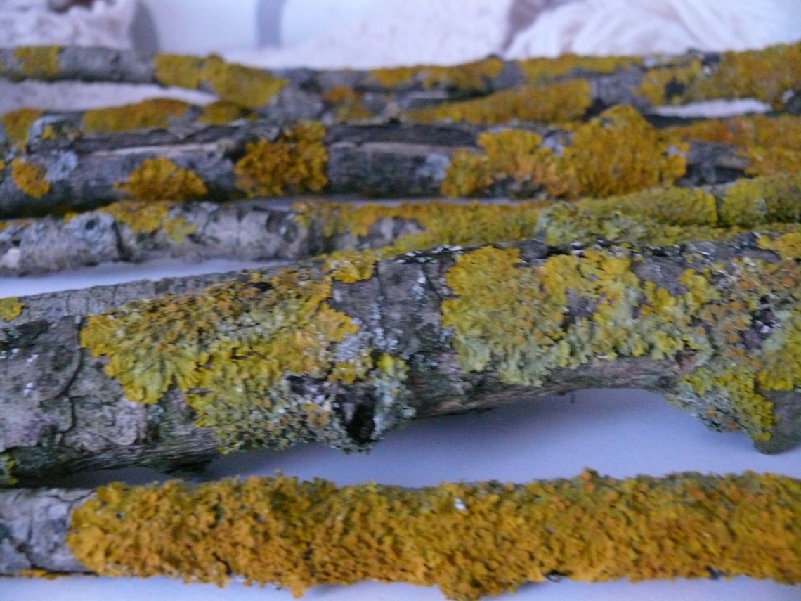 10 Lichen Branches With Lichen Bright Yellow Orange Color - Etsy