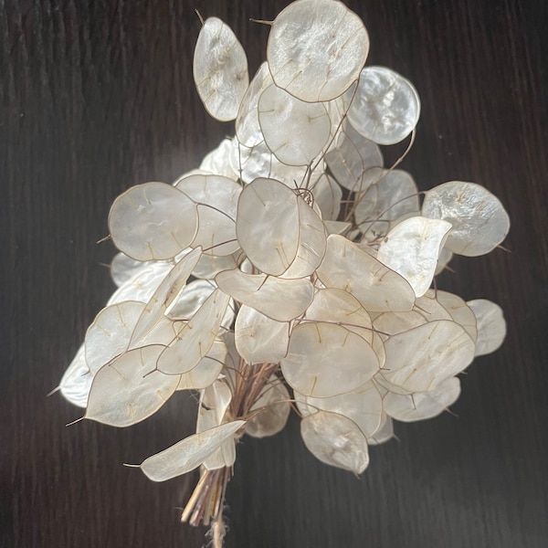 Dried Plants - Etsy