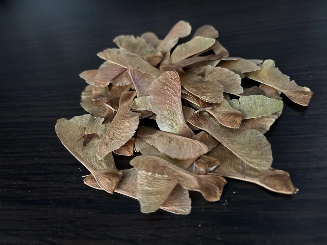 200 Dried Maple Helicopters,maple Seeds, Green Decor, Maple Spouts ...