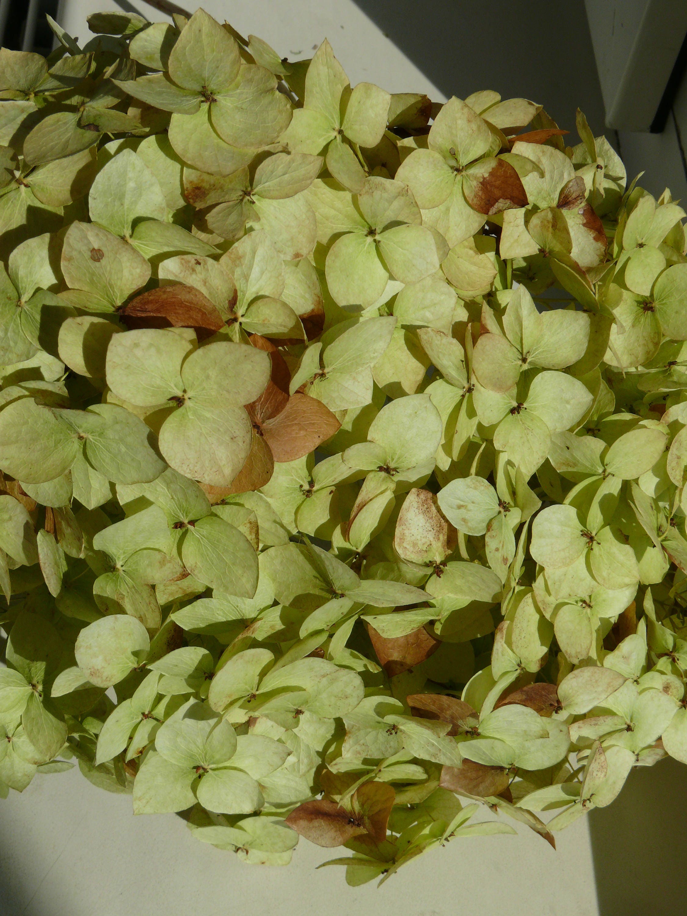 Hydrangea Dried Hydrangea Dried Flowers Home Decor DIY | Etsy