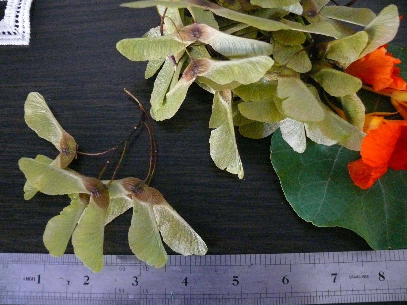 200 Dried Maple Seed Pods, Green Rustic Decor - Etsy