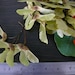 200 Dried Maple Helicopters,maple Seeds, Green Decor, Maple Spouts ...