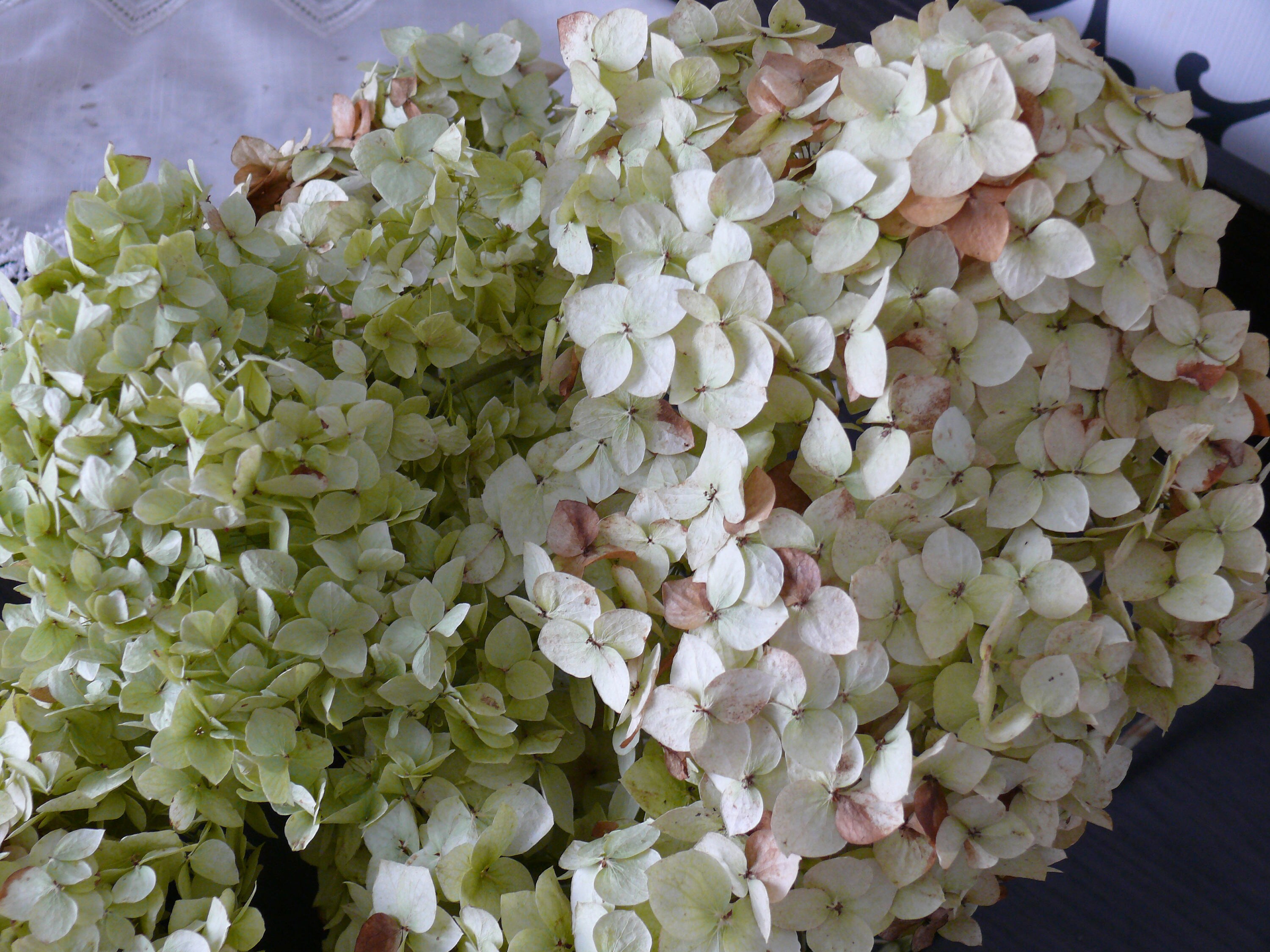 Hydrangea Dried Hydrangea Dried Flowers Home Decor DIY | Etsy