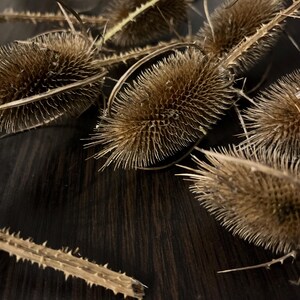 10 Thistle, a Prickly Plant, Home Decor, Wedding Decor, Rustic Wedding ...