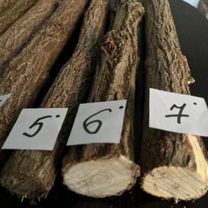 Elder Branches, Dried Elder Twigs, Branch Black Elder,sambucus Nigra ...