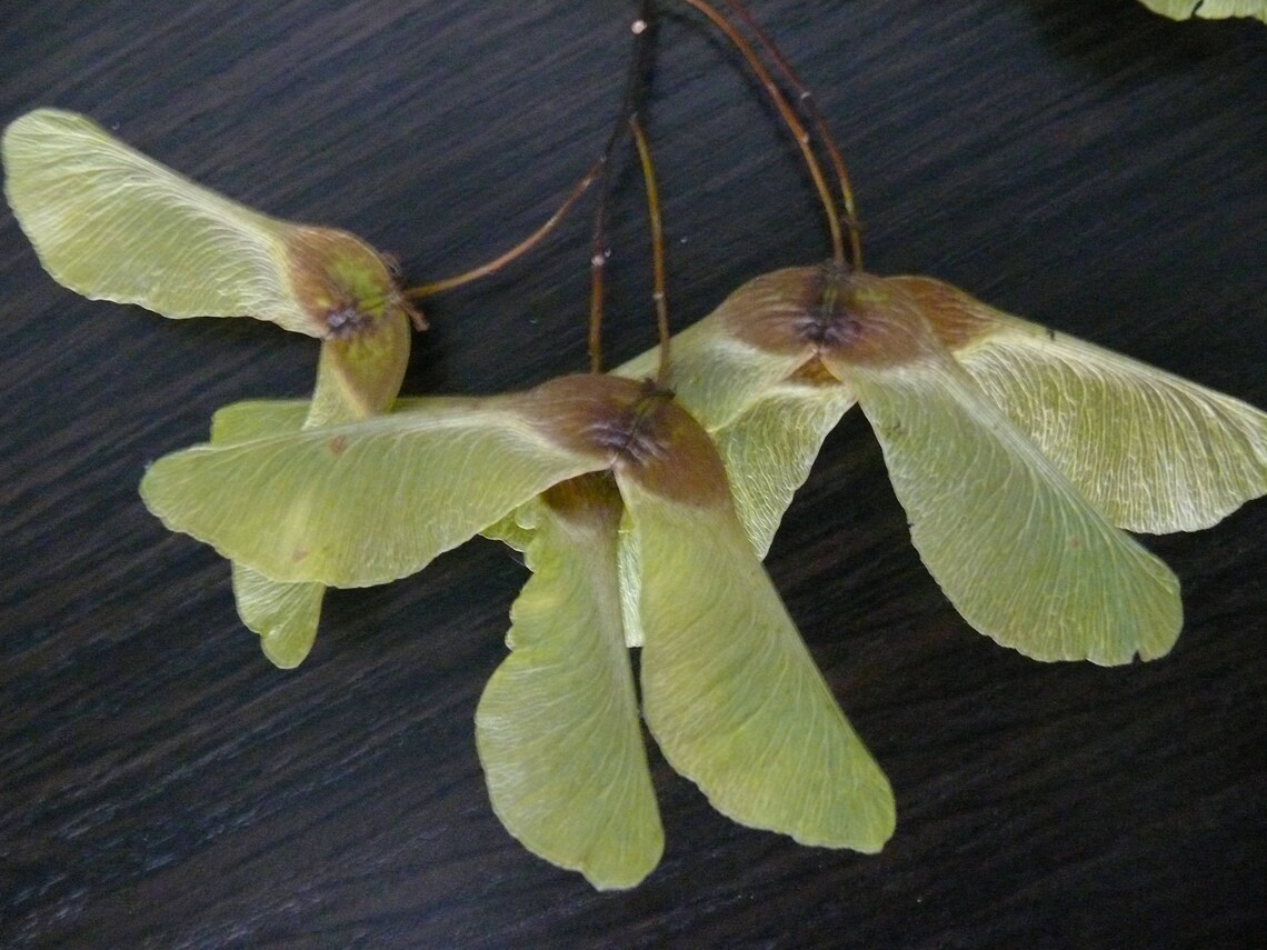 200 Dried Maple Helicoptersmaple Seeds Green Decor Maple | Etsy