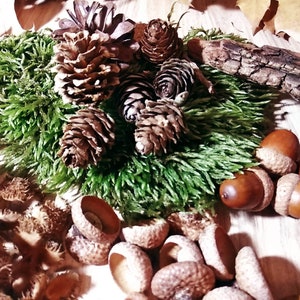 Set autumn Gifts Acorns Beech Flowers Moss Tree - Etsy