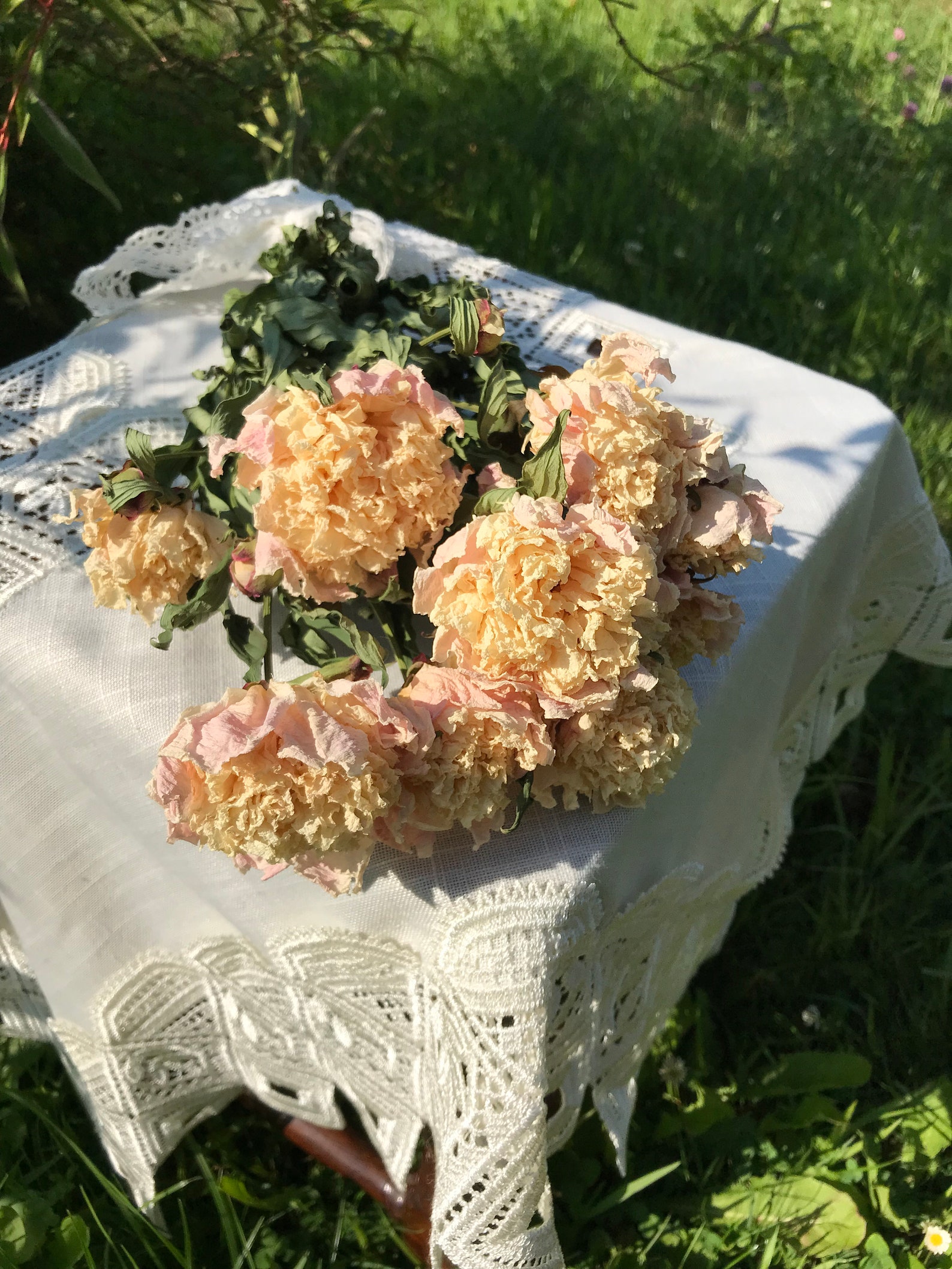 Creamy Peony Dried Peony Dried Flowers Home Decor Nice - Etsy