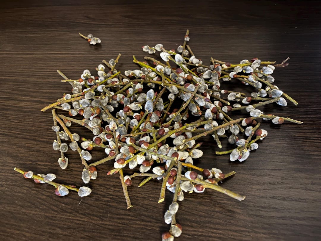200 Pussy Willow Branches, Mini Branches, Easter Decor - Etsy Canada