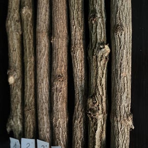 Elder Branches, Dried Elder Twigs, Branch Black Elder,sambucus Nigra ...