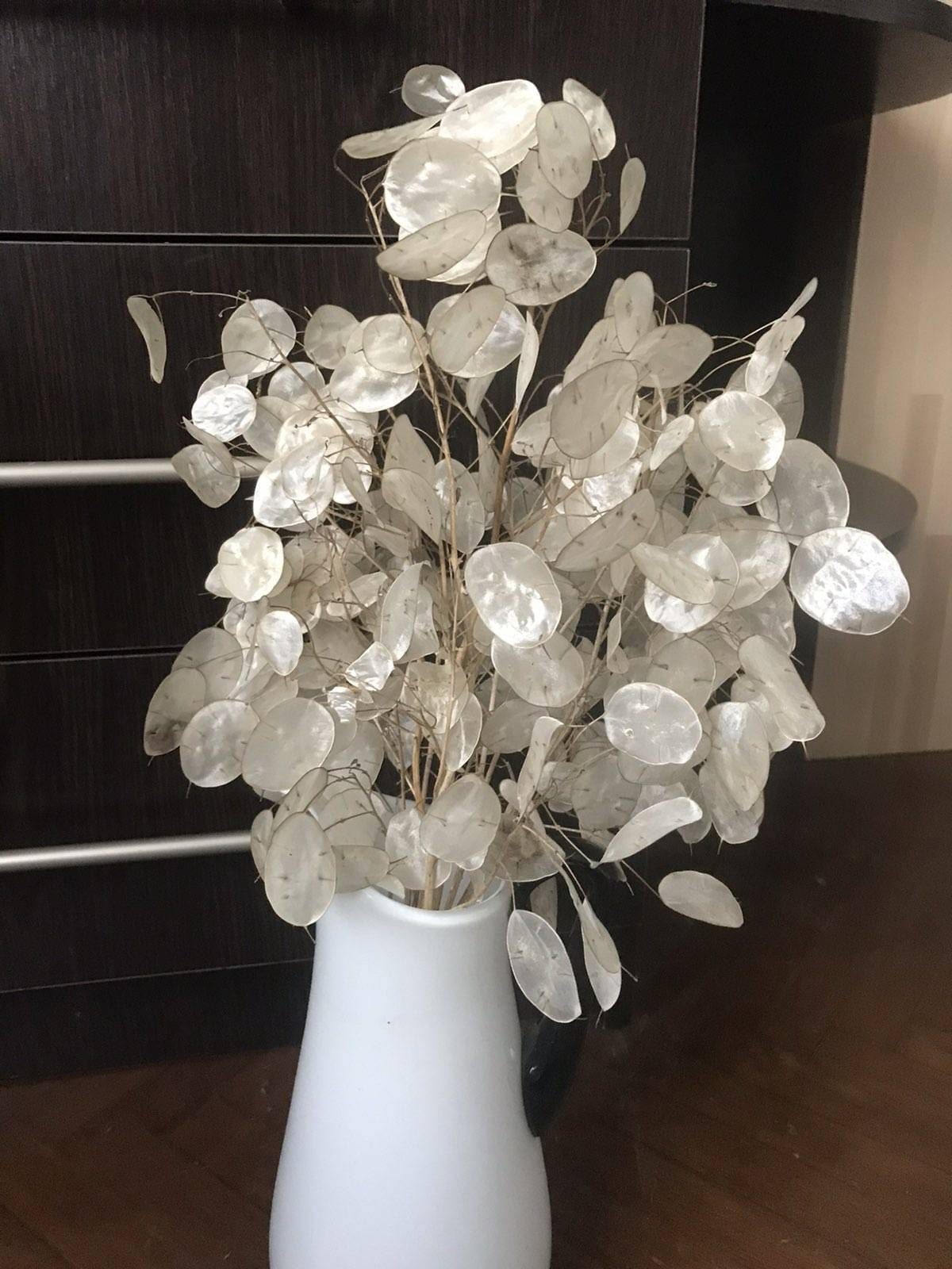 Lunaria, Dried Flowers, Lunaria Branches, Money Plant, Lunaria Stems ...