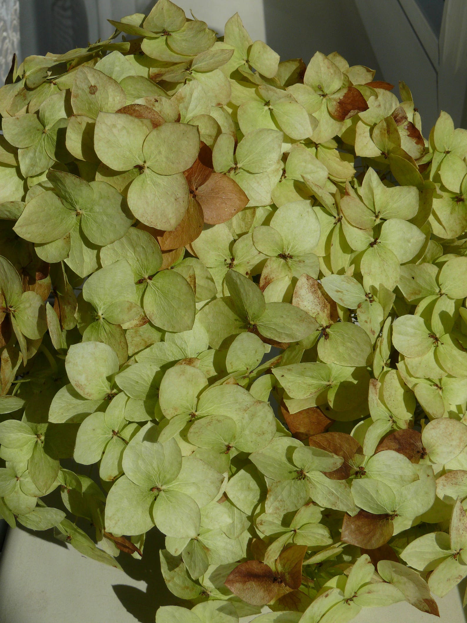 Hydrangea Dried Hydrangea Dried Flowers Home Decor DIY - Etsy