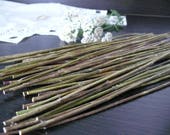 Yarrow Stalks I Ching Dried Yarrow Yarrow Sticks. - Etsy