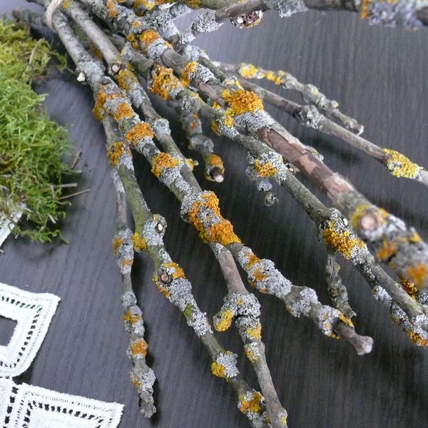Lichen - Etsy