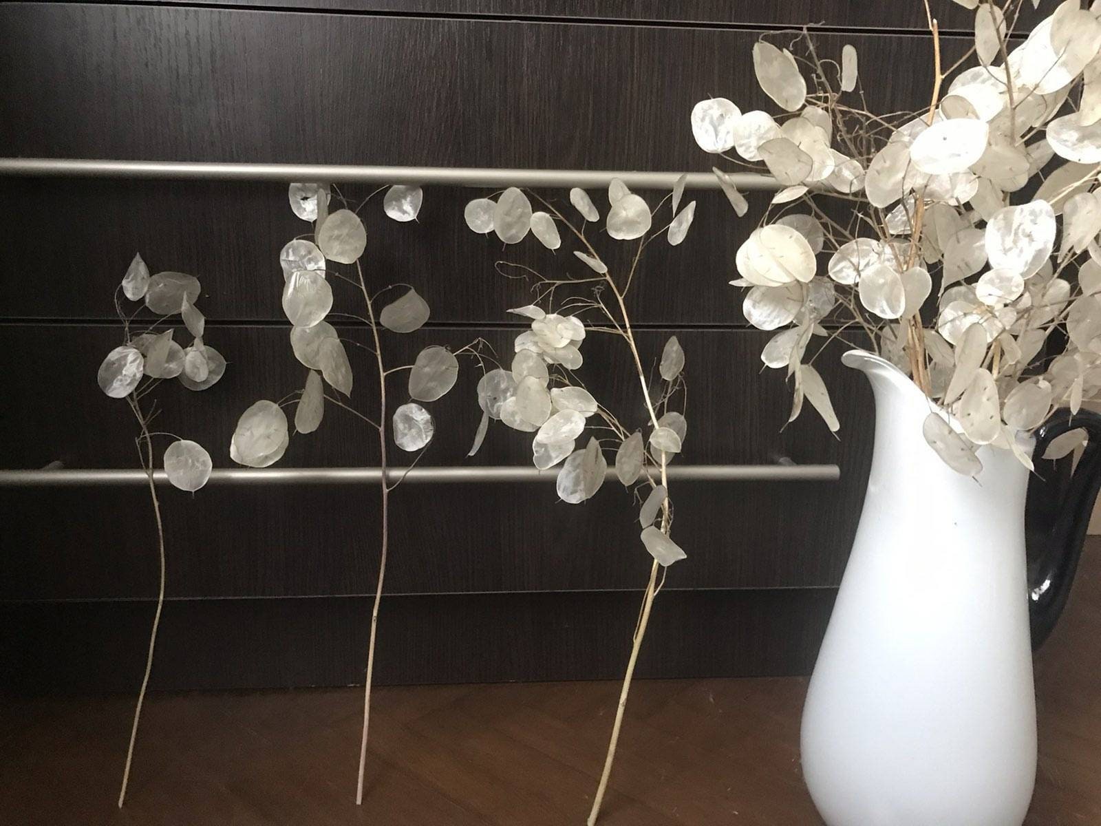 Dried Lunaria Stems, Natural Money Plant, Silver Dollar Branches. - Etsy