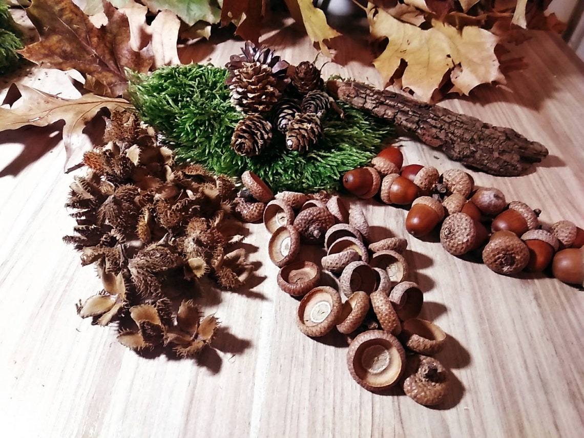 Set Autumn gifts acorns beech flowers moss tree | Etsy