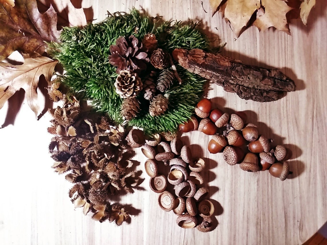Set autumn Gifts Acorns Beech Flowers Moss Tree - Etsy