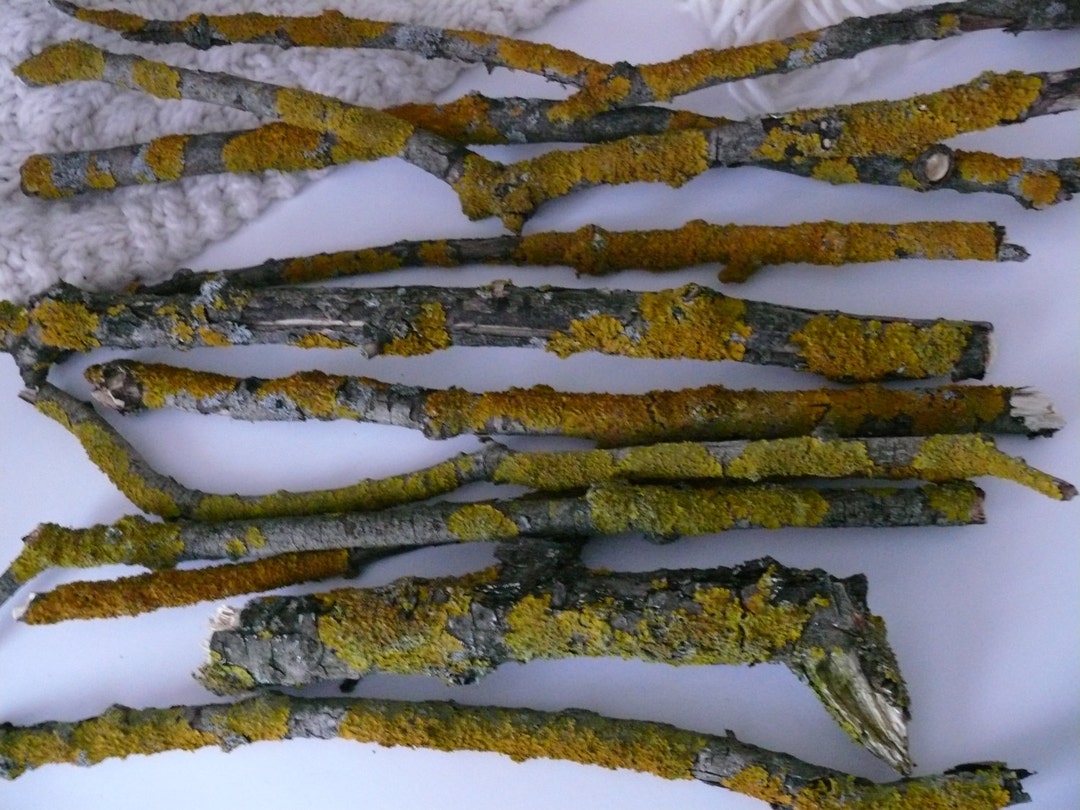 Lichen Branch Bundle, Bright Yellow-orange Decor, Terrarium Vivarium - Etsy