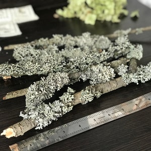 Lichen Real, Bright Natural Tree, Rustic Home Decor, Simple Wood Decor ...