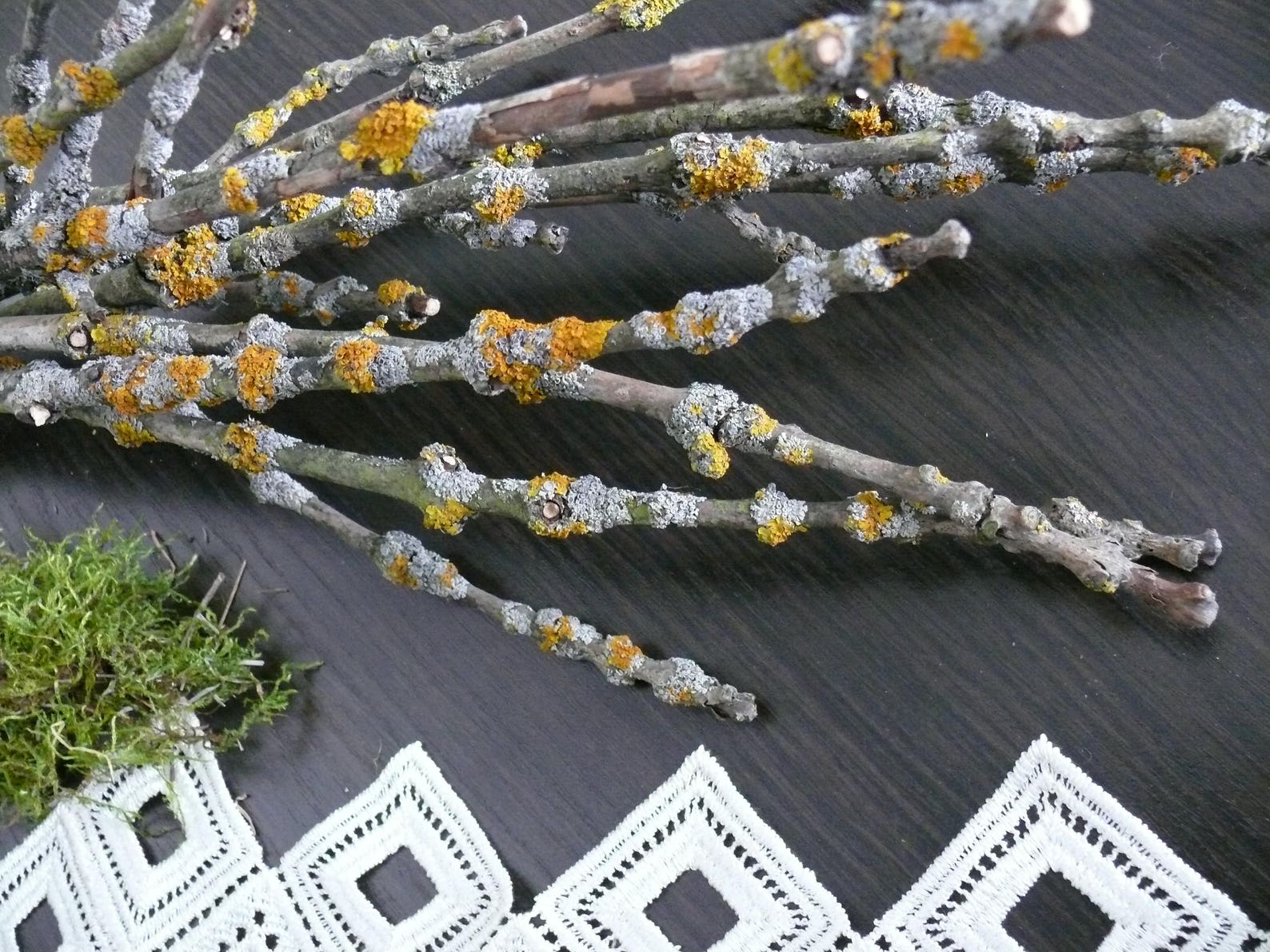 Lichen Real, Bright Natural Tree, Rustic Home Decor, Simple Wood Decor ...