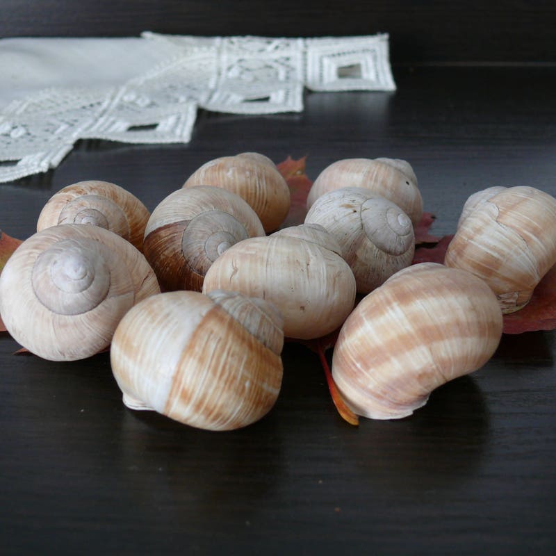 Snail Shells - Etsy