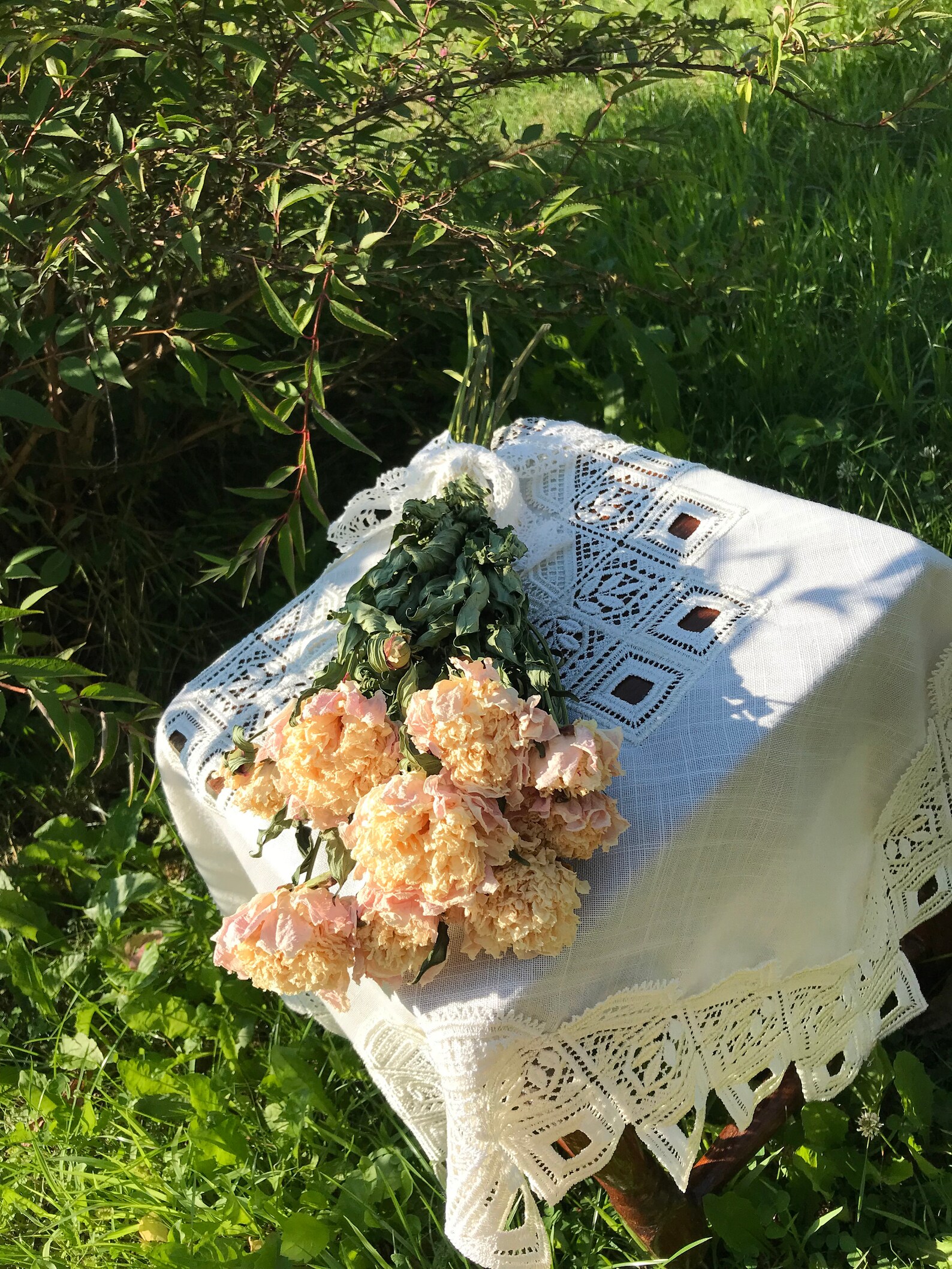 Creamy Peony Dried Peony Dried Flowers Home Decor Nice - Etsy