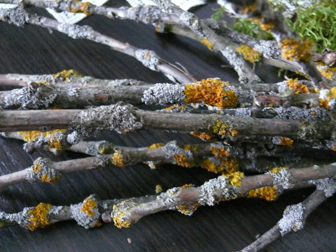 Lichen Real, Bright Natural Tree, Rustic Home Decor, Simple Wood Decor ...