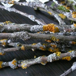 Lichen Real, Bright Natural Tree, Rustic Home Decor, Simple Wood Decor ...