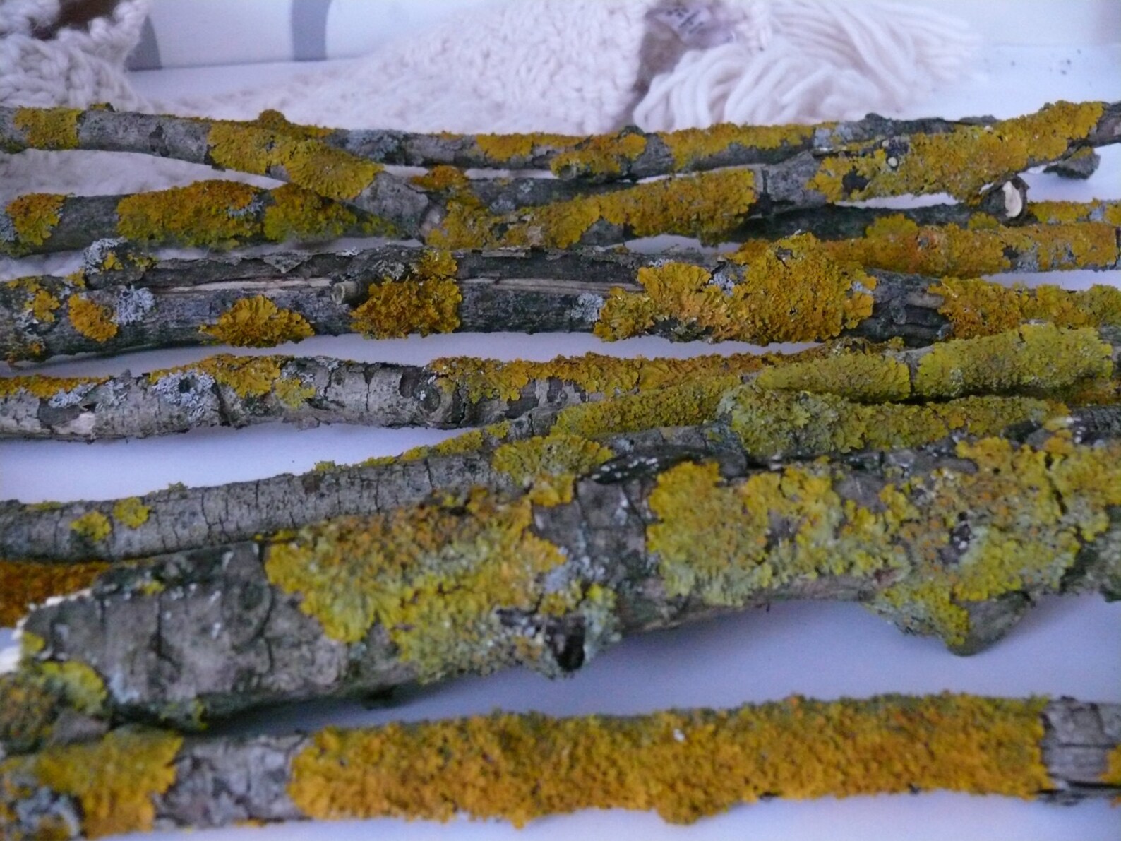 10 Lichen Branches With Lichen Bright Yellow Orange Color - Etsy