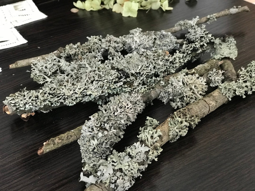 Lichen Real, Bright Natural Tree, Rustic Home Decor, Simple Wood Decor ...
