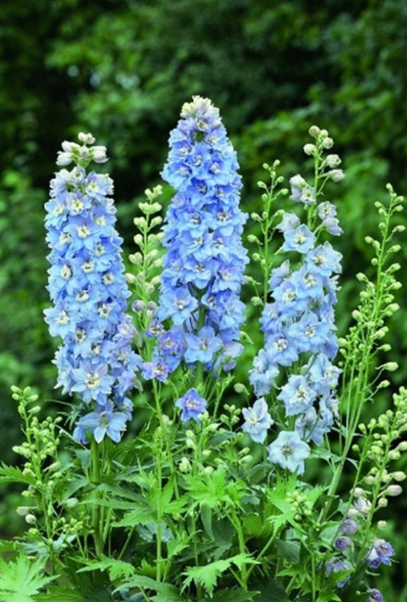 SKY BLUE LARKSPUR Delphinium Consolida Ambigua perennial 25 | Etsy