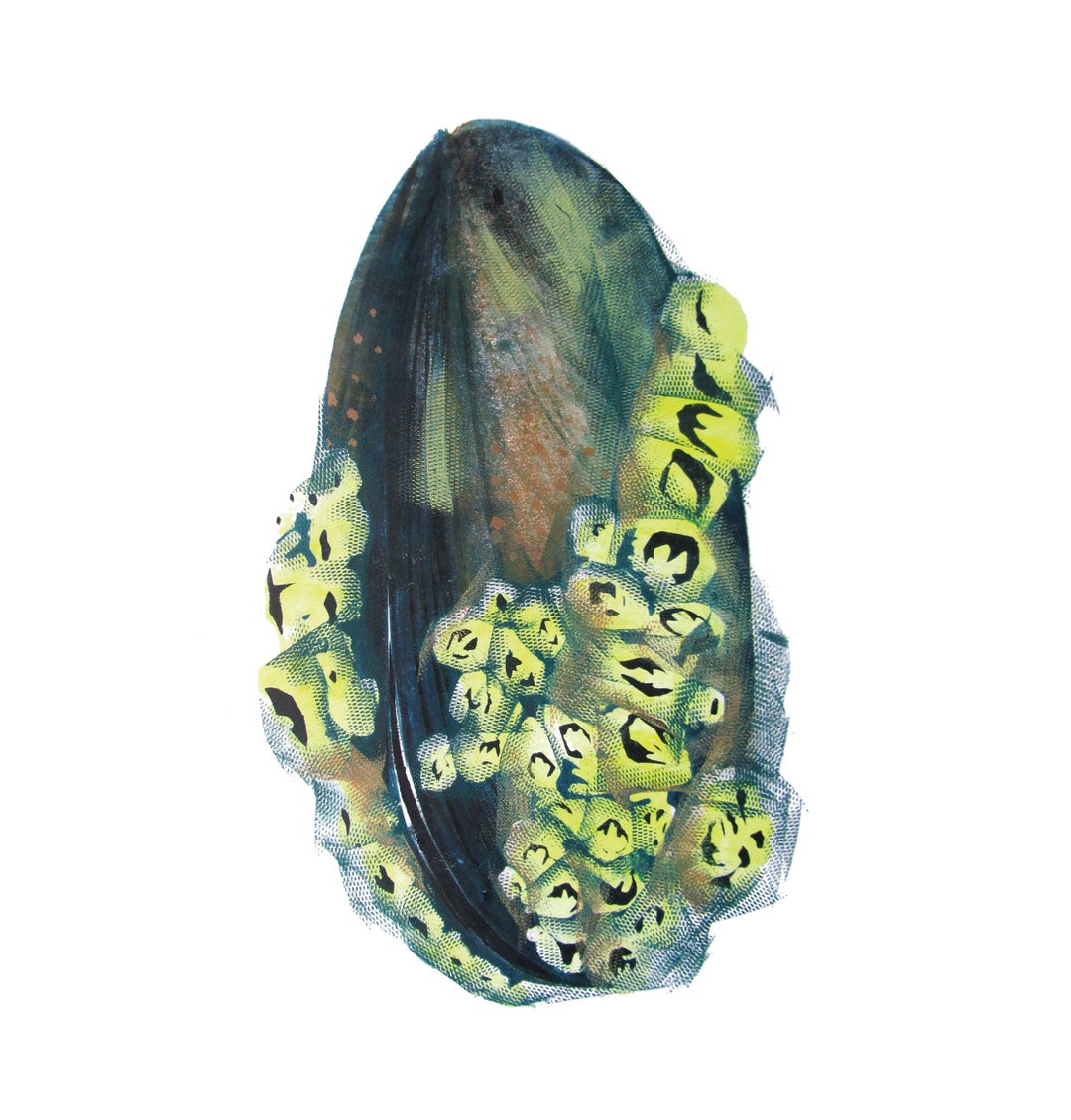 Mussel Shell With Barnacles Print - Etsy
