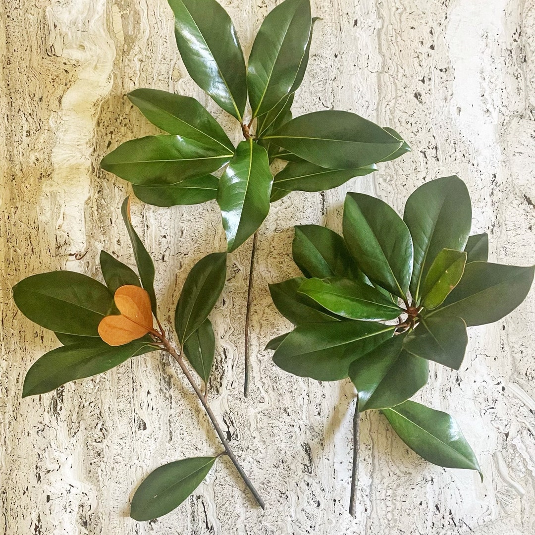 Vancortlandt Farms Fresh Cut Magnolia Stems 14” - 22” - Etsy
