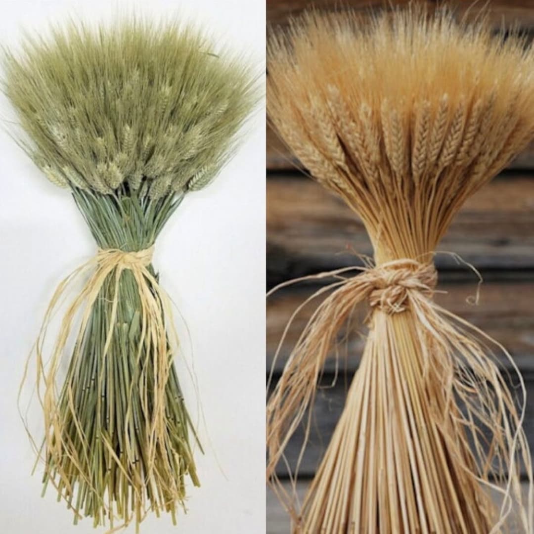 Vancortlandt Farms All Natural Harvest Dried Wheat Bunch With Raffia ...