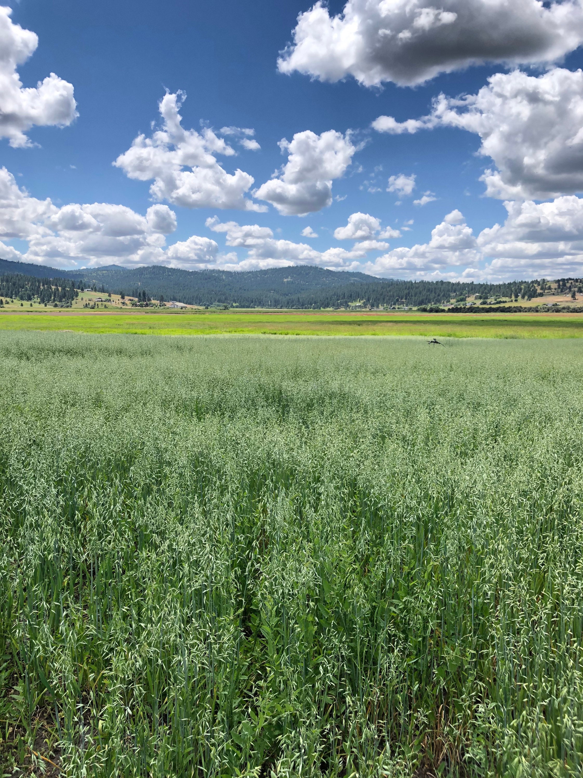 Vancortlandt Farms Natural Dried Flower Handmade Preserved | Etsy