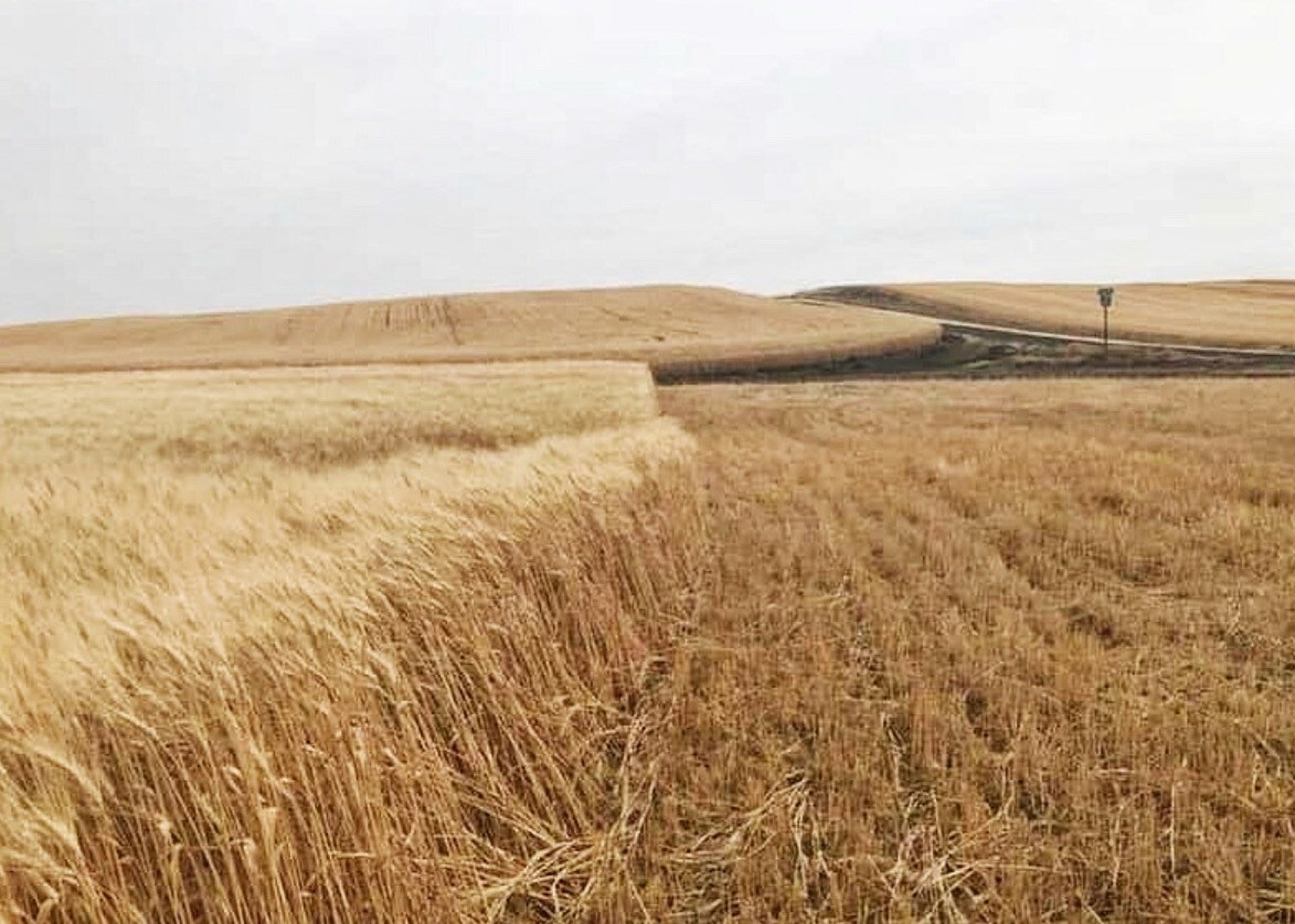 Vancortlandt Farms Natural Dried Handmade Wheat Stack - Etsy