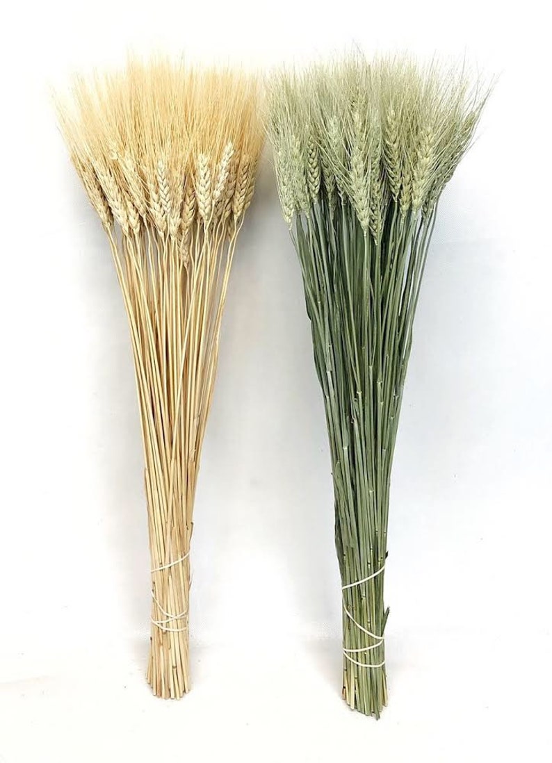 Vancortlandt Farms All Natural Harvest Dried Wheat Bunch in - Etsy